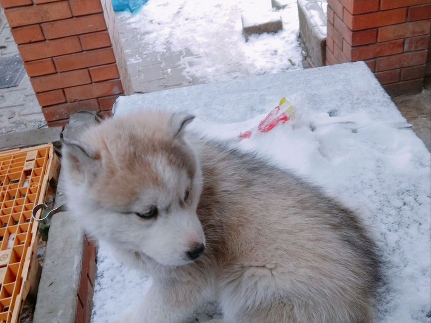 Щенки хаски