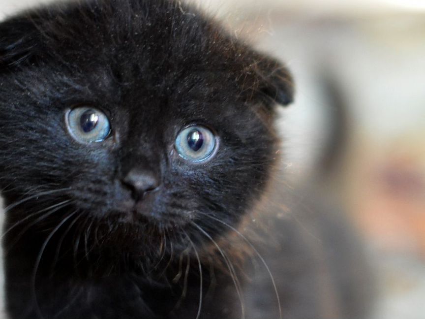 Чёрный Вислоухий котенок, девочка