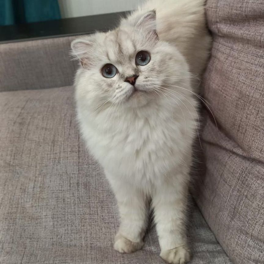 Шотландская вислоухая кошка бесплатно