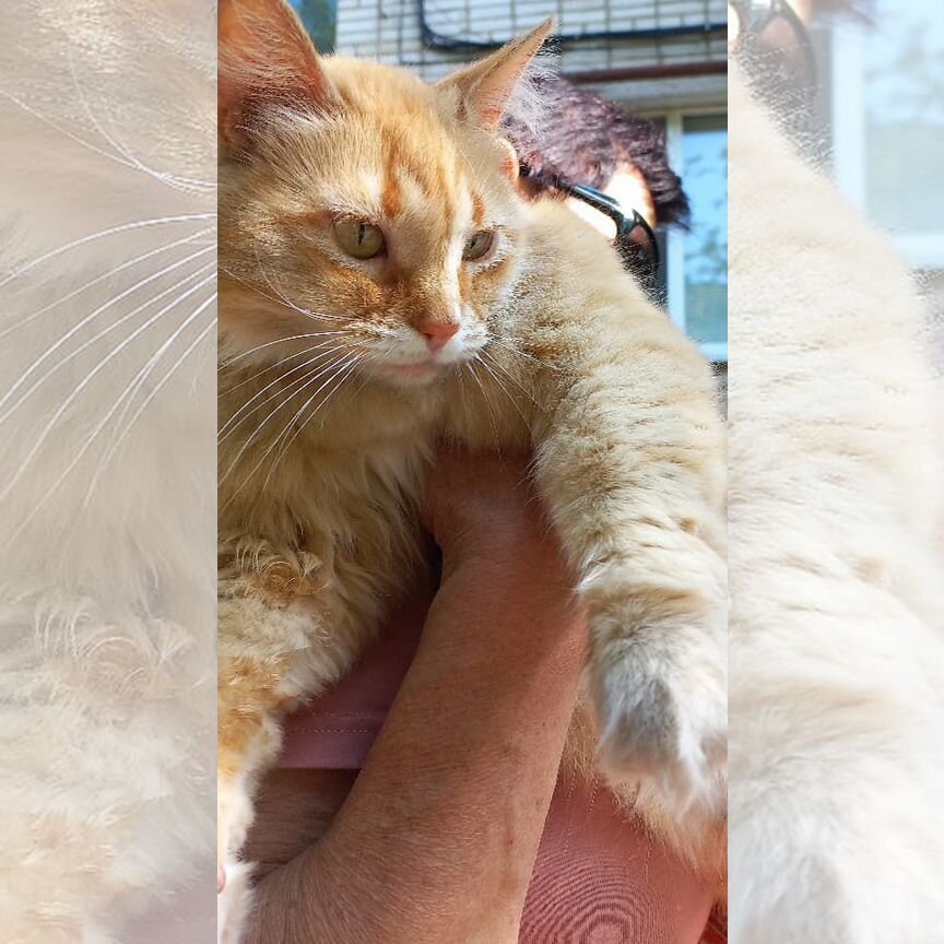 Кошечка ищет хозяина