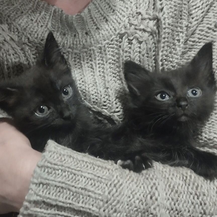 Котята-домовята бесплатно в добрые руки