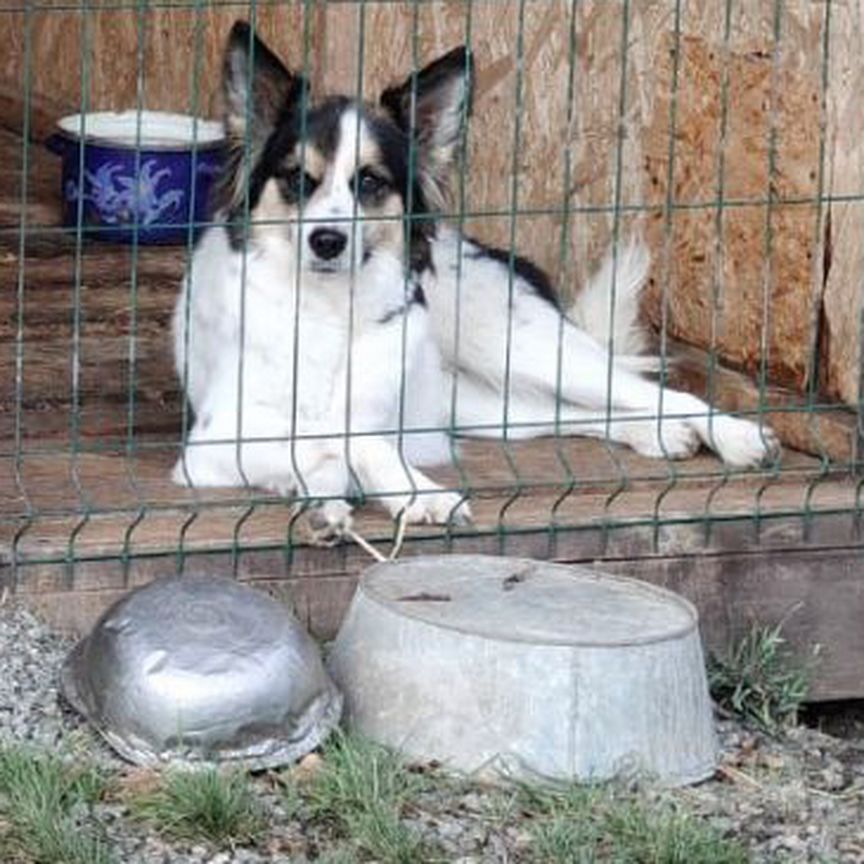 Взрослая собака в добрые руки