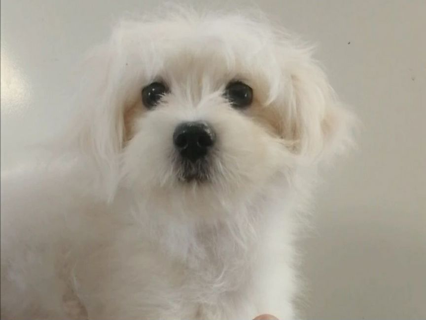 Болоночка мальчик