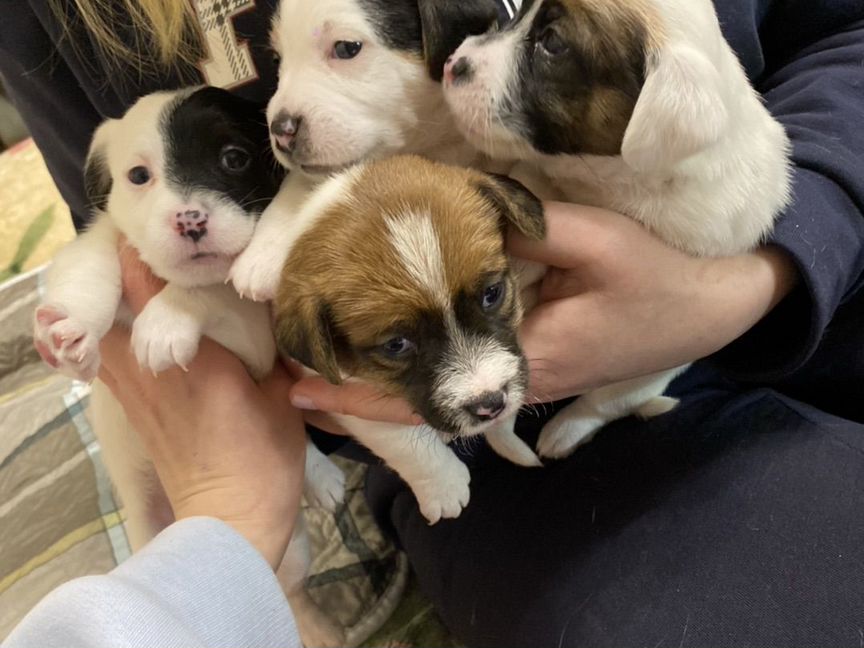 Щенки Джек рассел терьер