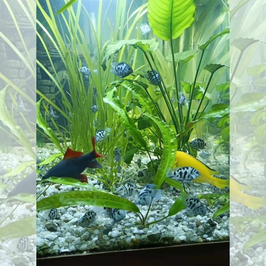 Аквариумные рыбки