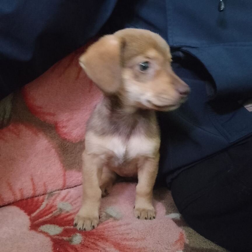 Потерялась собачка