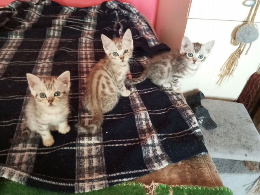 Британские котята