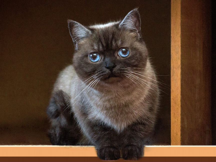 Бесплатно шотладской породы котодевочка