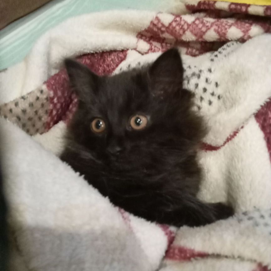 Котёнок