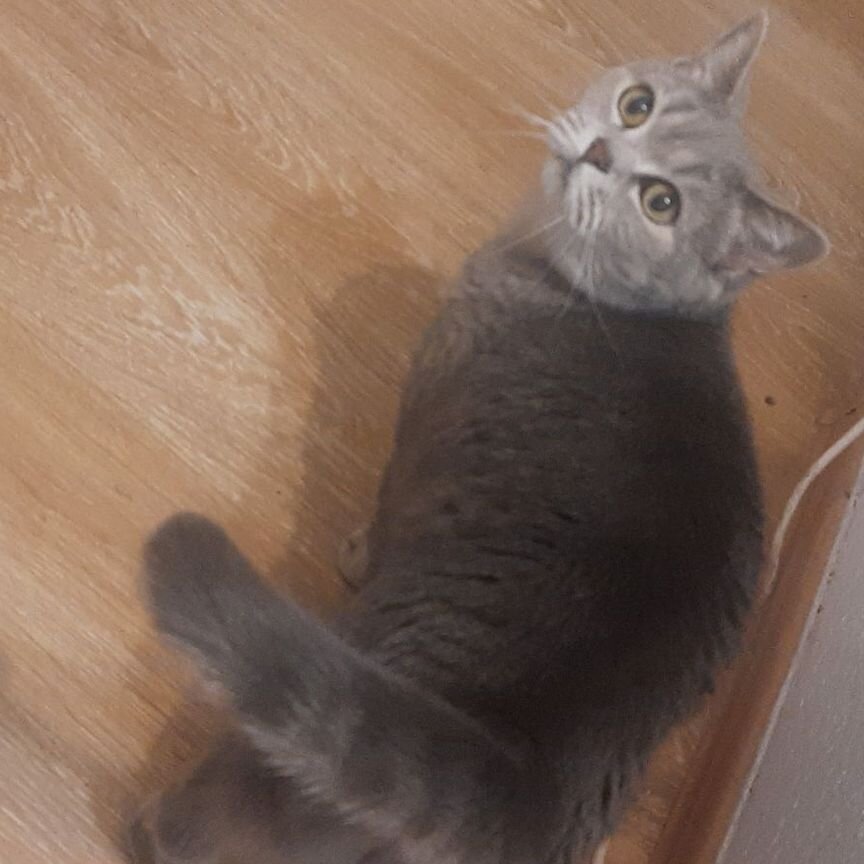 Британка кошка.вязка