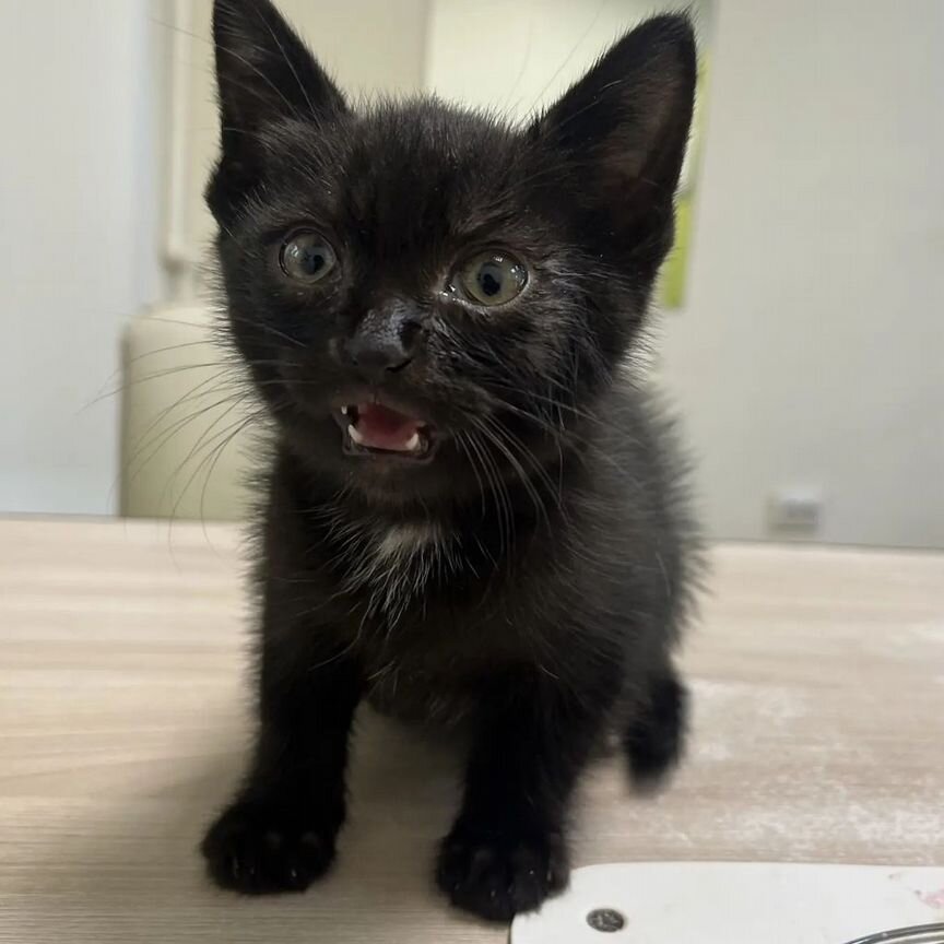 Котёнок в добрые руки