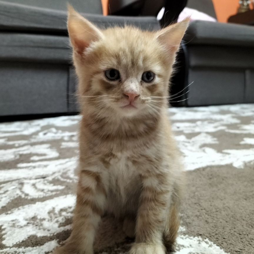 Мейн-кун котёнок