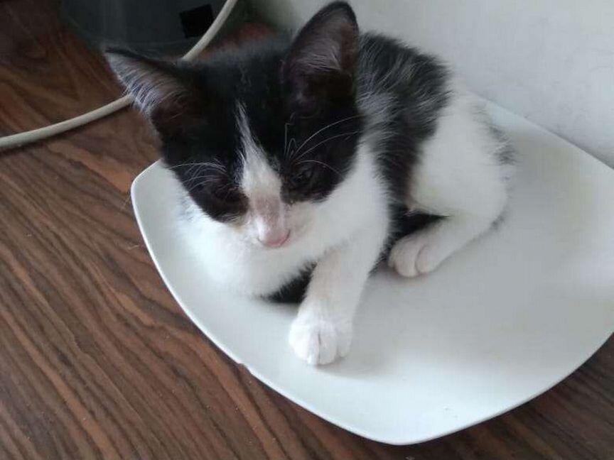 Котята ищут дом