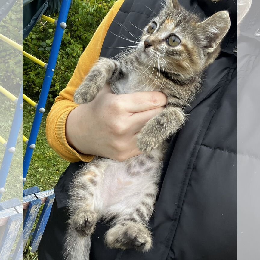 Котенок в добрые руки