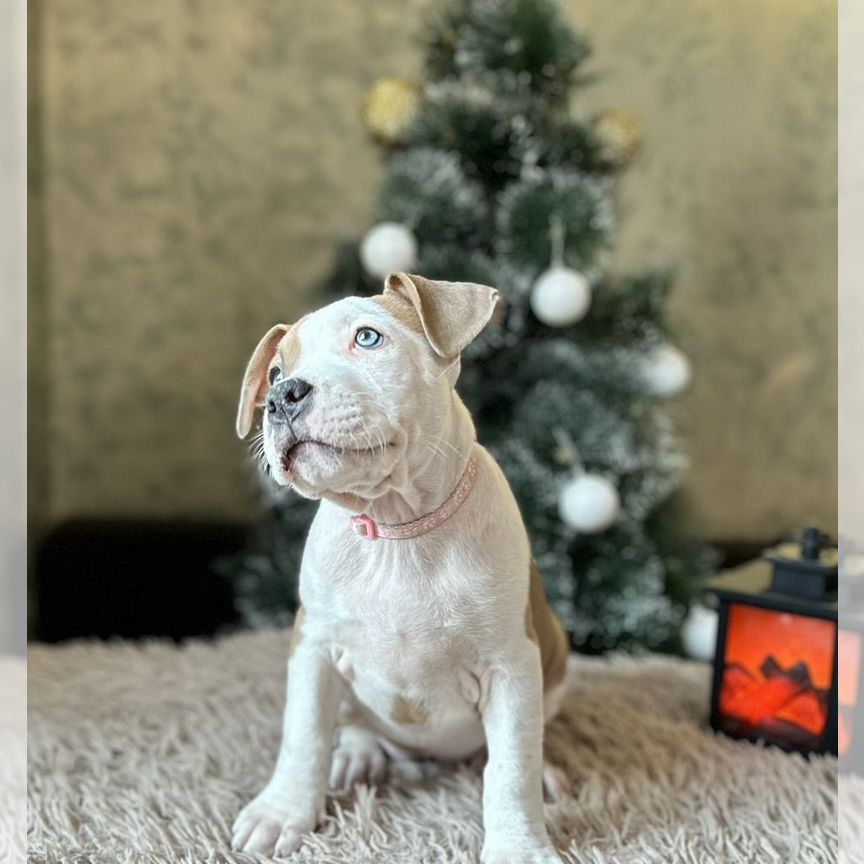 Щенки американского стаффорширского терьера