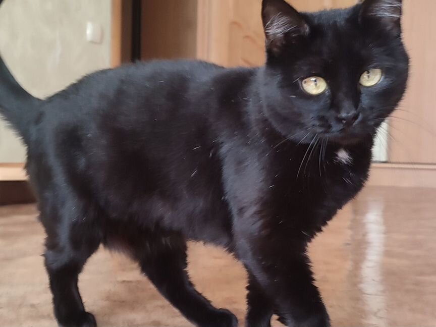 Отдам взрослого котенка в надежные руки