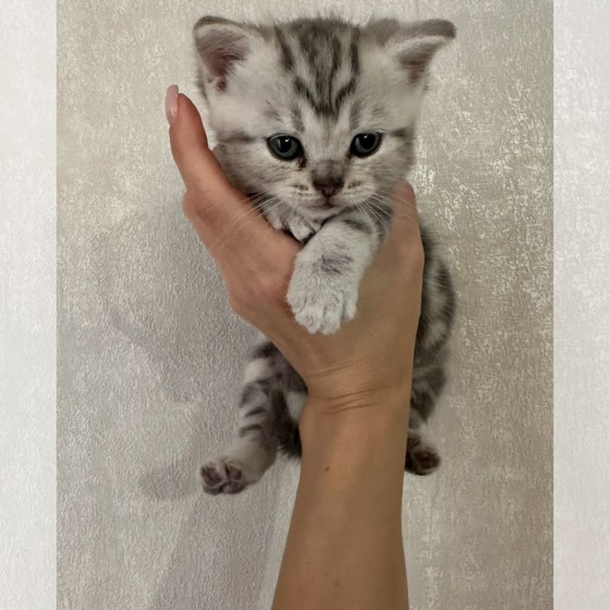 Шотландский котенок мальчик