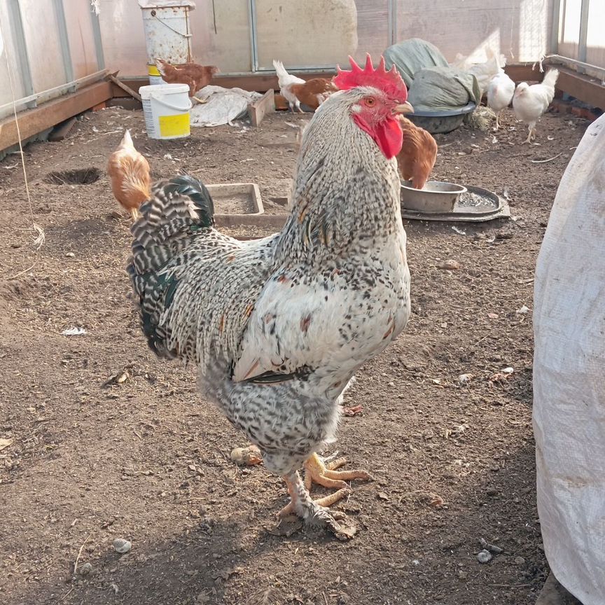 Продам петуха