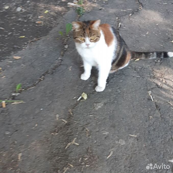 Пушистик потеряшка