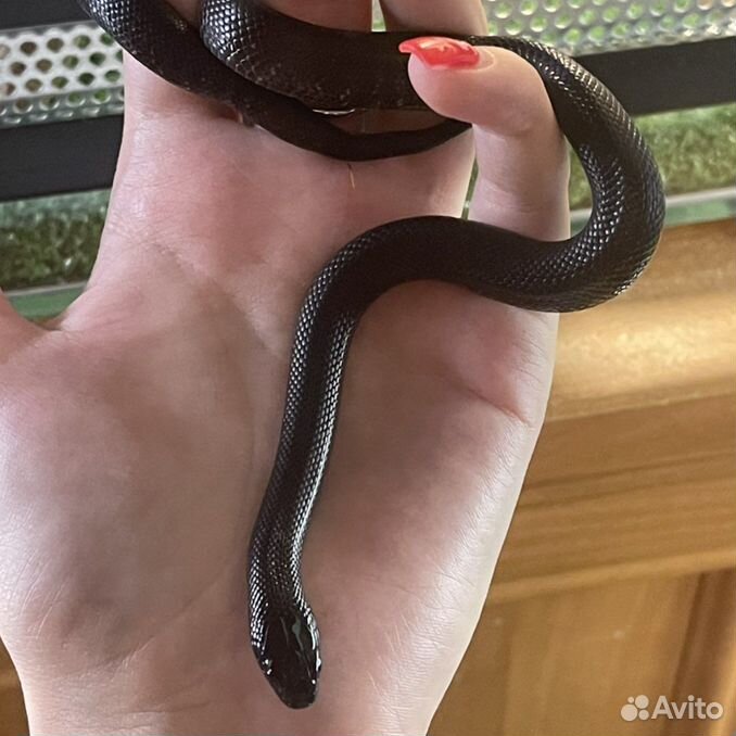 Змея черная нигрита