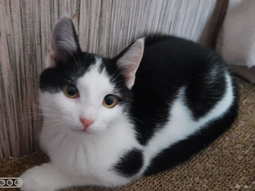 Котята