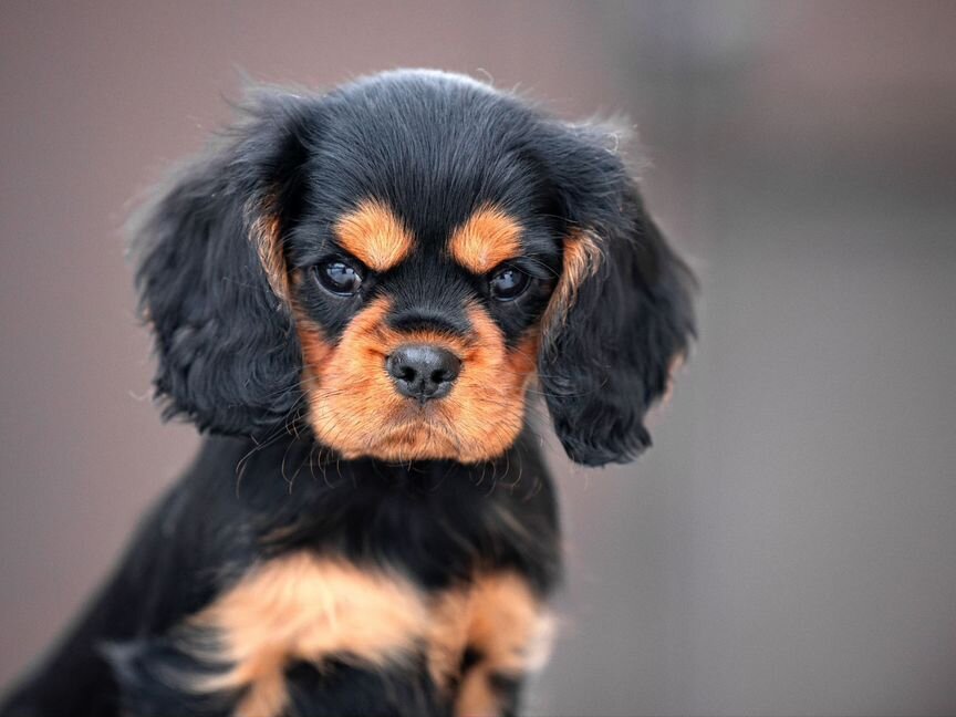 Кавалерчики - мальчишки