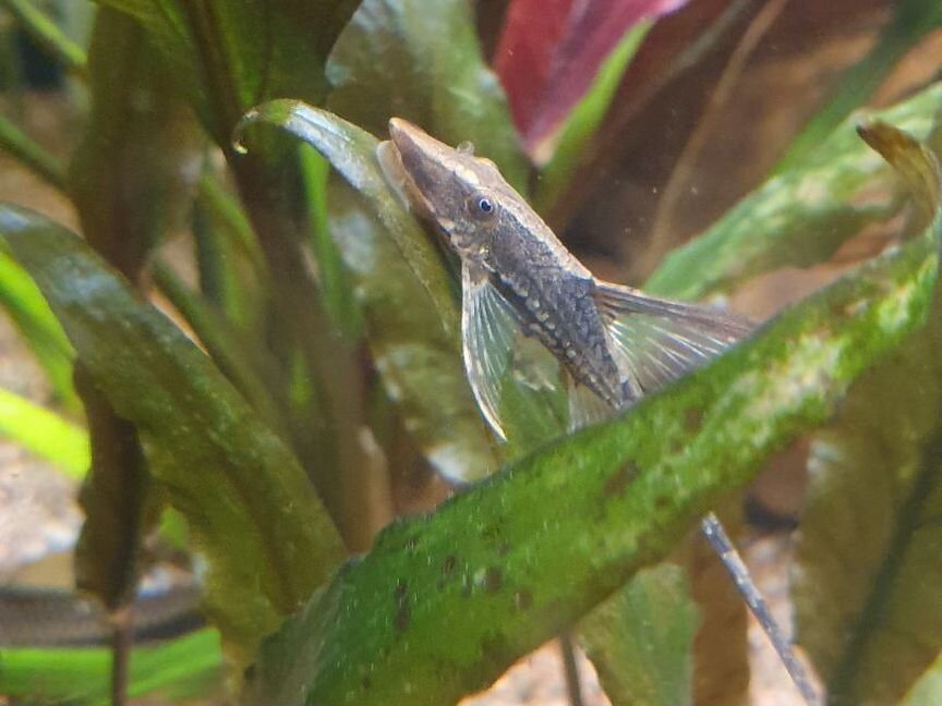 Стурисома панамская 6 мес