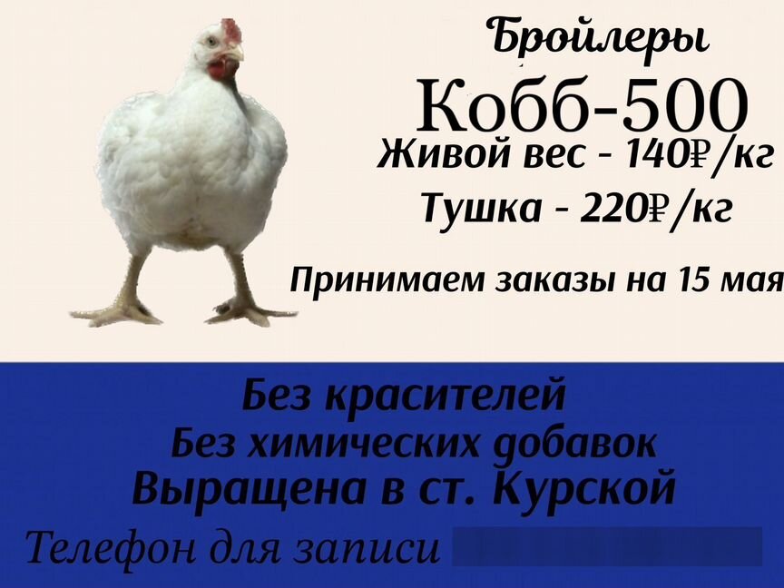 Бройлеры кобб 500