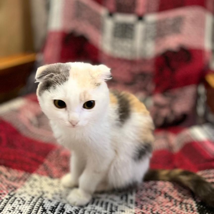 Вислоухая и мышеловка