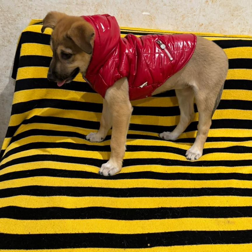 Собака в добрые руки отдам бесплатно