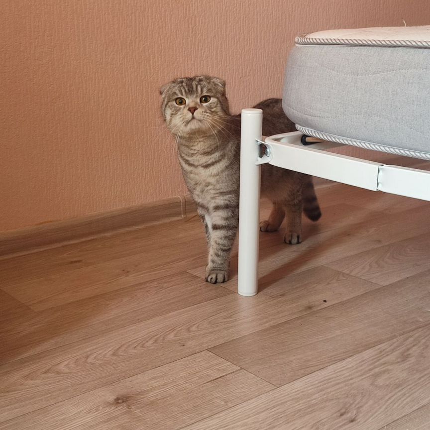 Кот в добрые руки