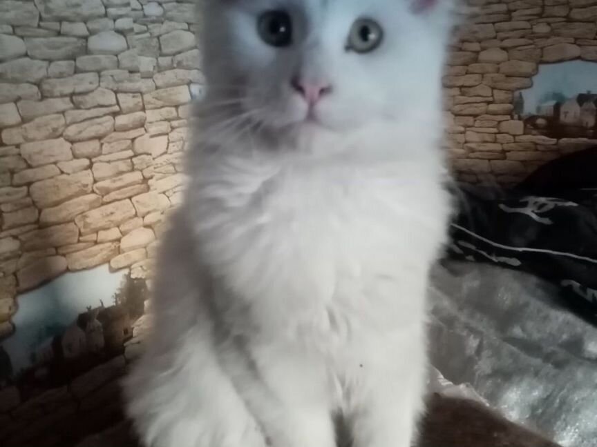 Котята мейн-кун