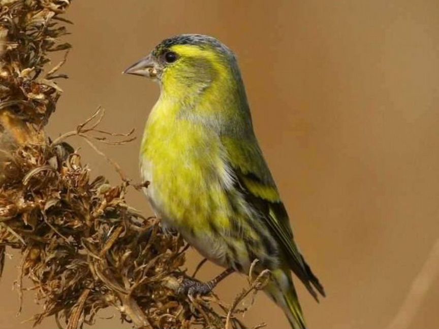 Певчие птицы