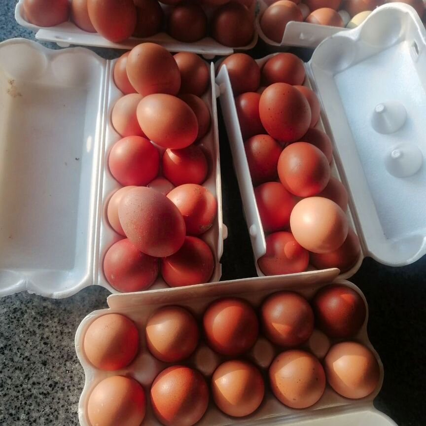 Домашнее куриное яйцо
