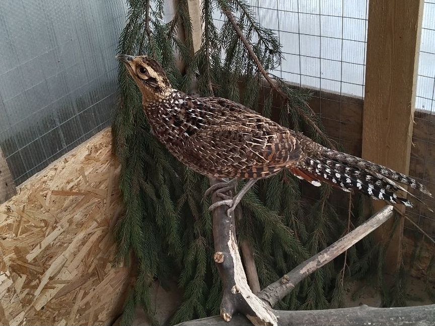 Самка королевского фазана