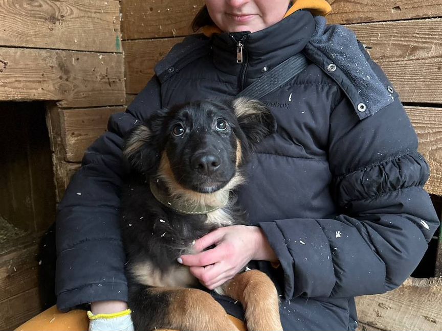 Щенок в добрые руки