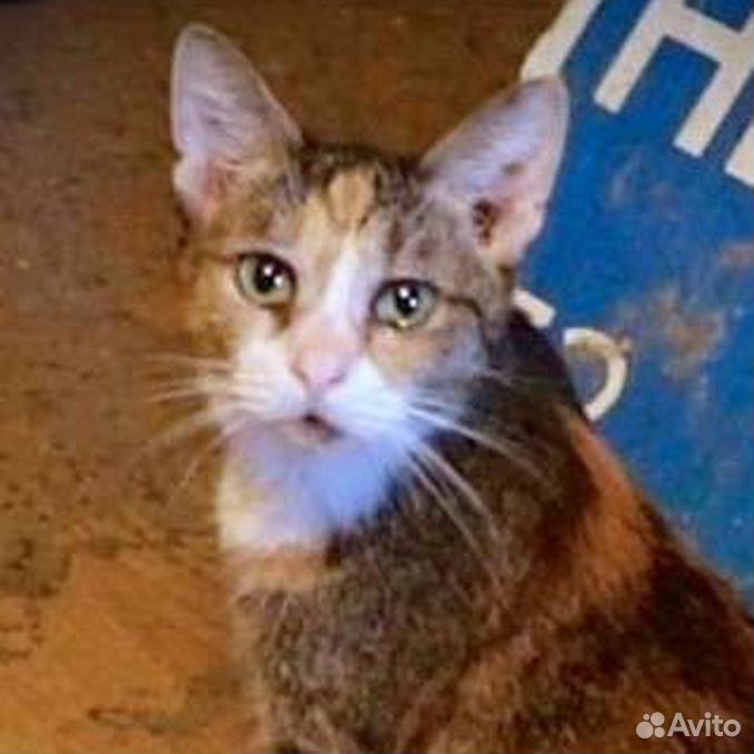 Красивая, нежная трехцветочка Зельда из бабк кв-ры