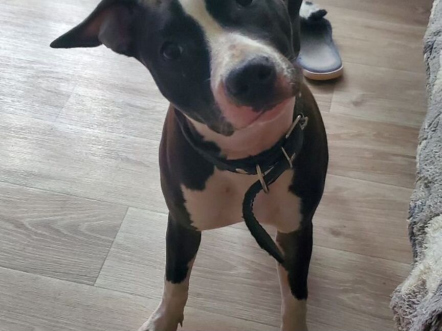 Стаффордширский терьер