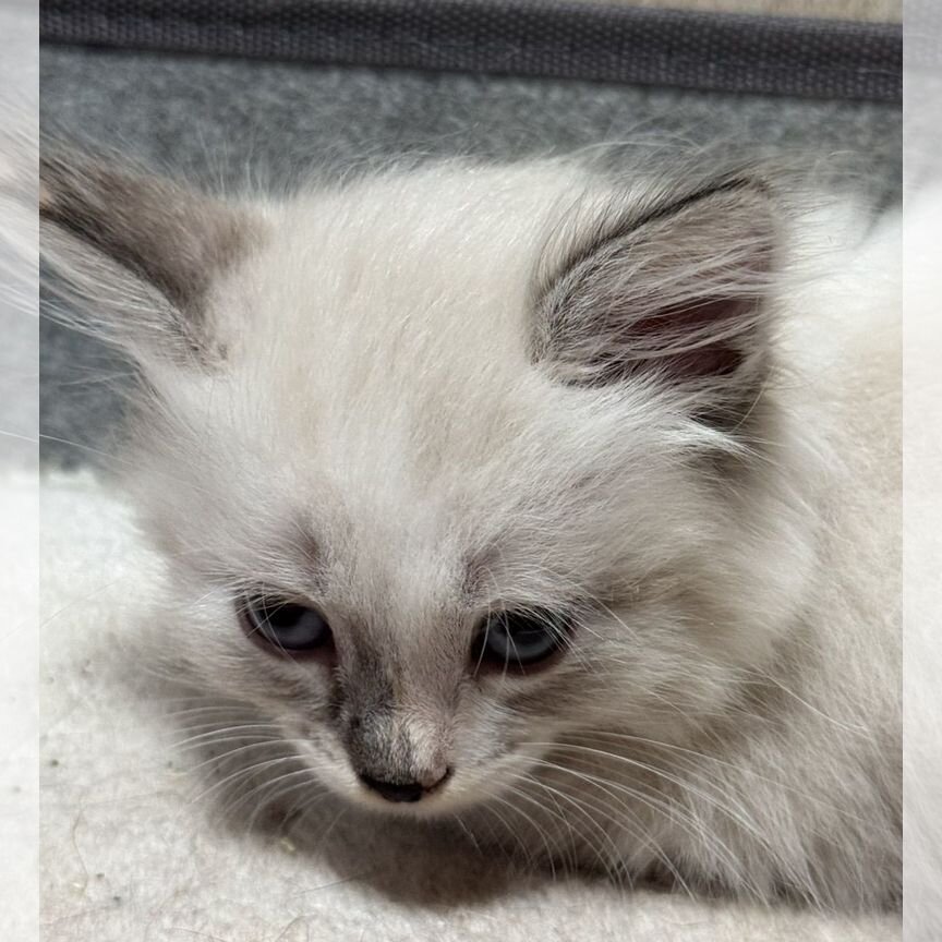 Котёнок от частного владельца