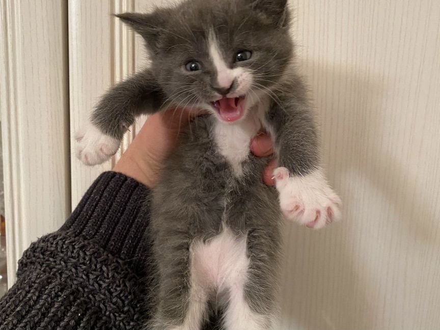Котята в добрые руки 1 месяц
