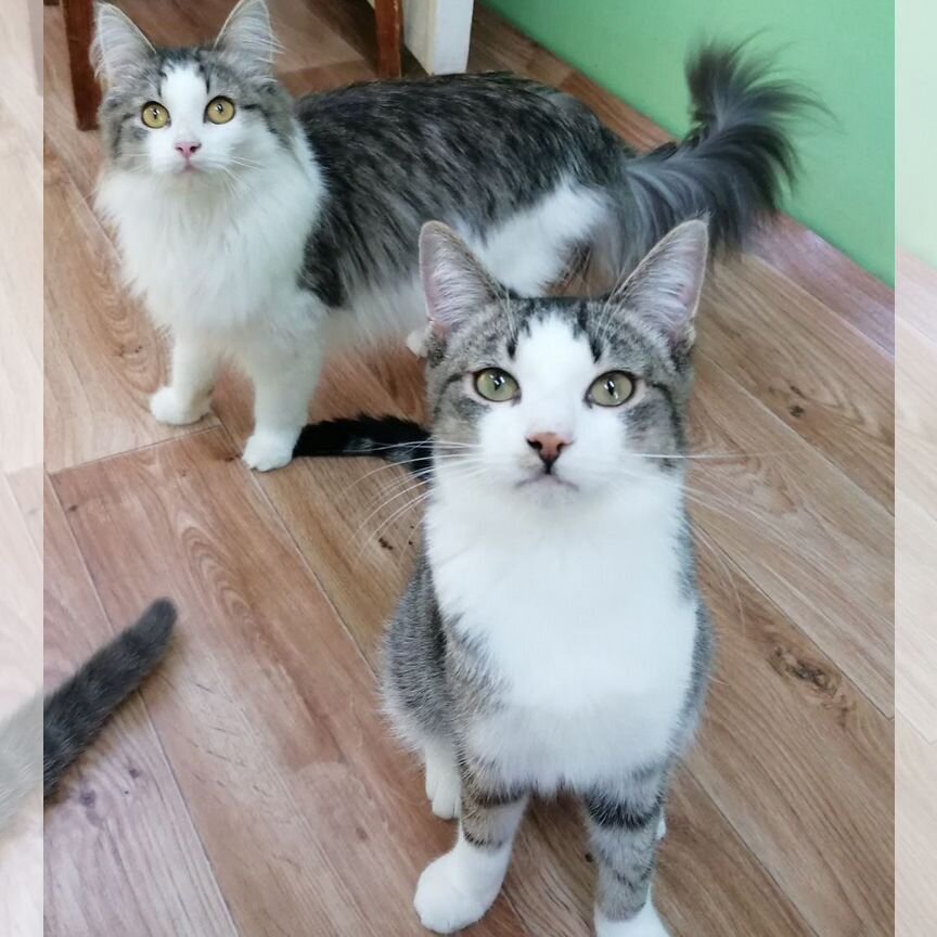 Котёнок от частного владельца