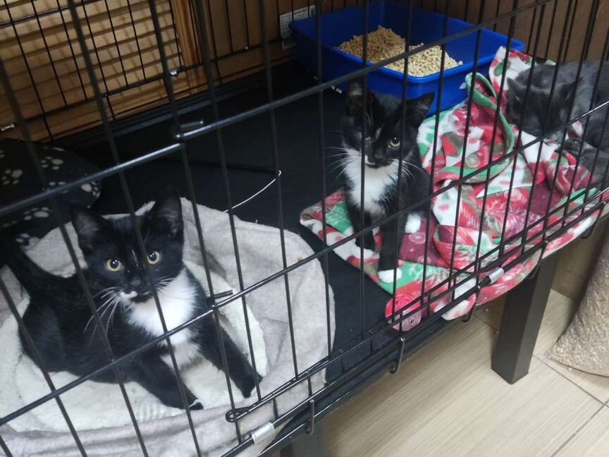 Котята в добрые руки