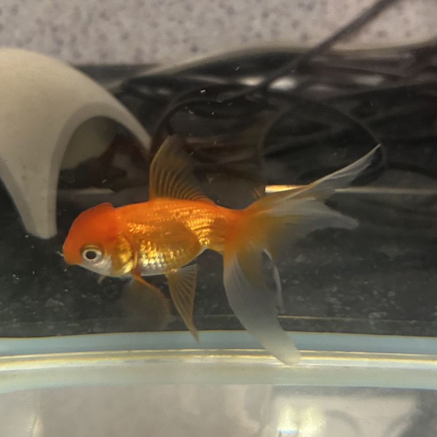 Золотая рыбка оранда шапочка