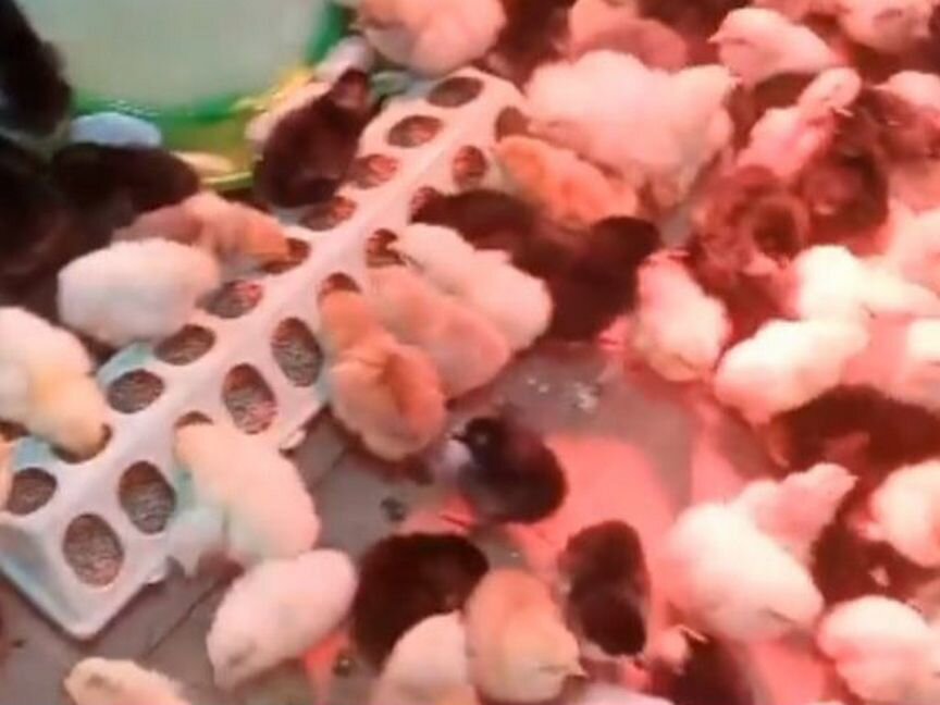 Ведётся запись на суточных цыплят