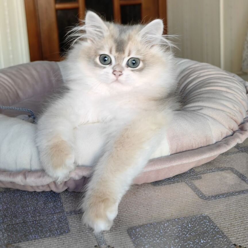 Британская шиншилла