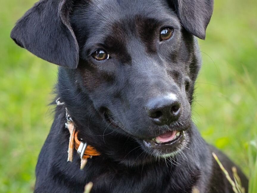 Угольно-чёрная небольшая собачка из приюта в дар