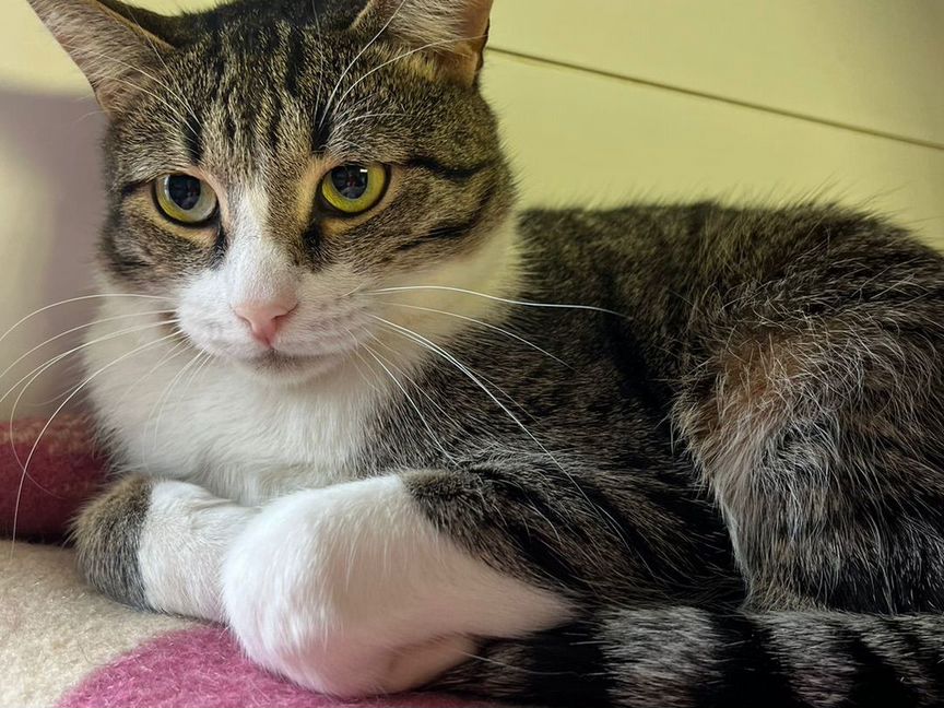 Этого изящного кота зовут Виталик