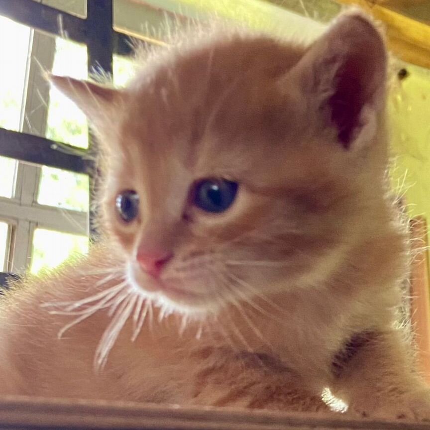 Котёнок в добрые руки