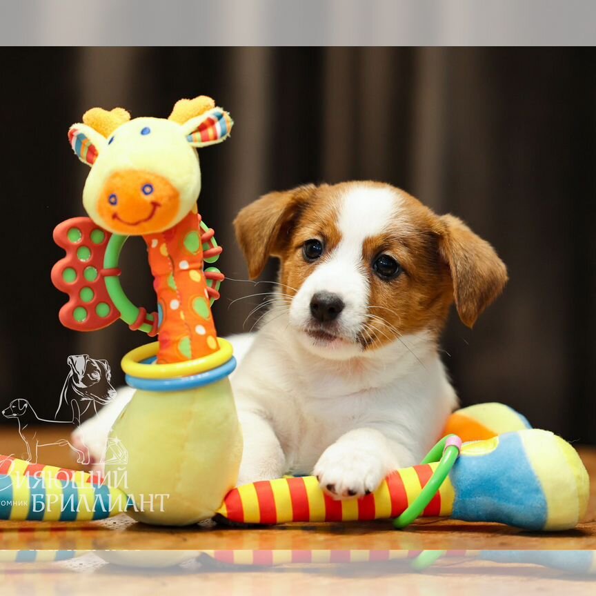 Джек-рассел-терьер, щенок