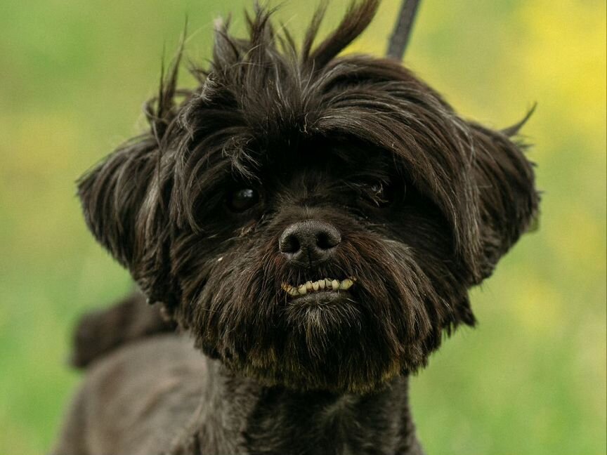 Небольшая собака в добрые руки